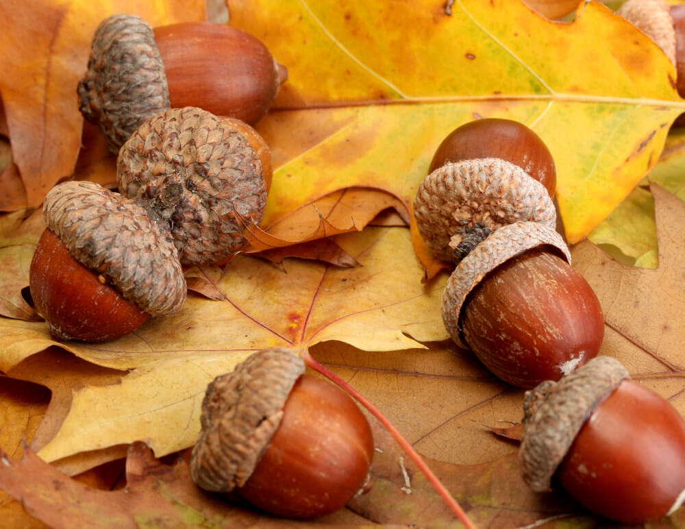 Oldenår | Hvad er et oldenår? Få svaret her