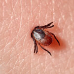 Hvilke insekter stikker eller bider dig?