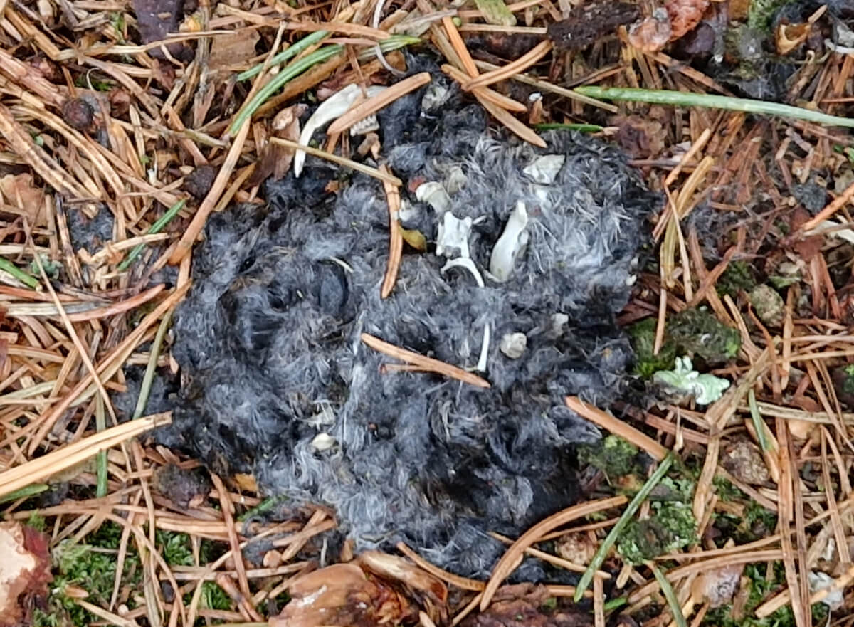 Find uglegylp i skoven | Hvad er uglegylp, og hvordan ser det ud?