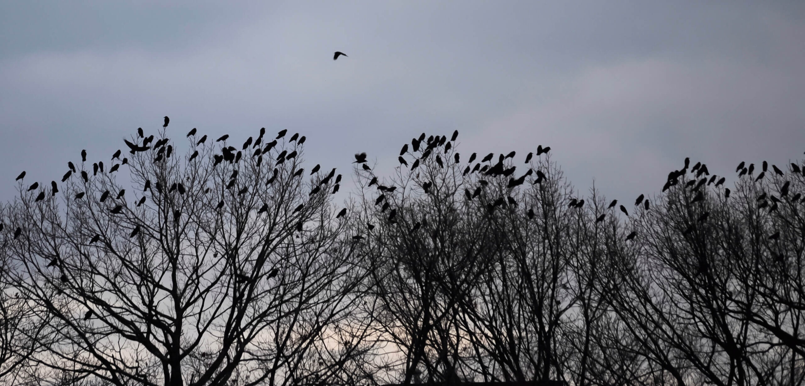 Kragefugle i Danmark | Lær at genkende krager, ravne og råger