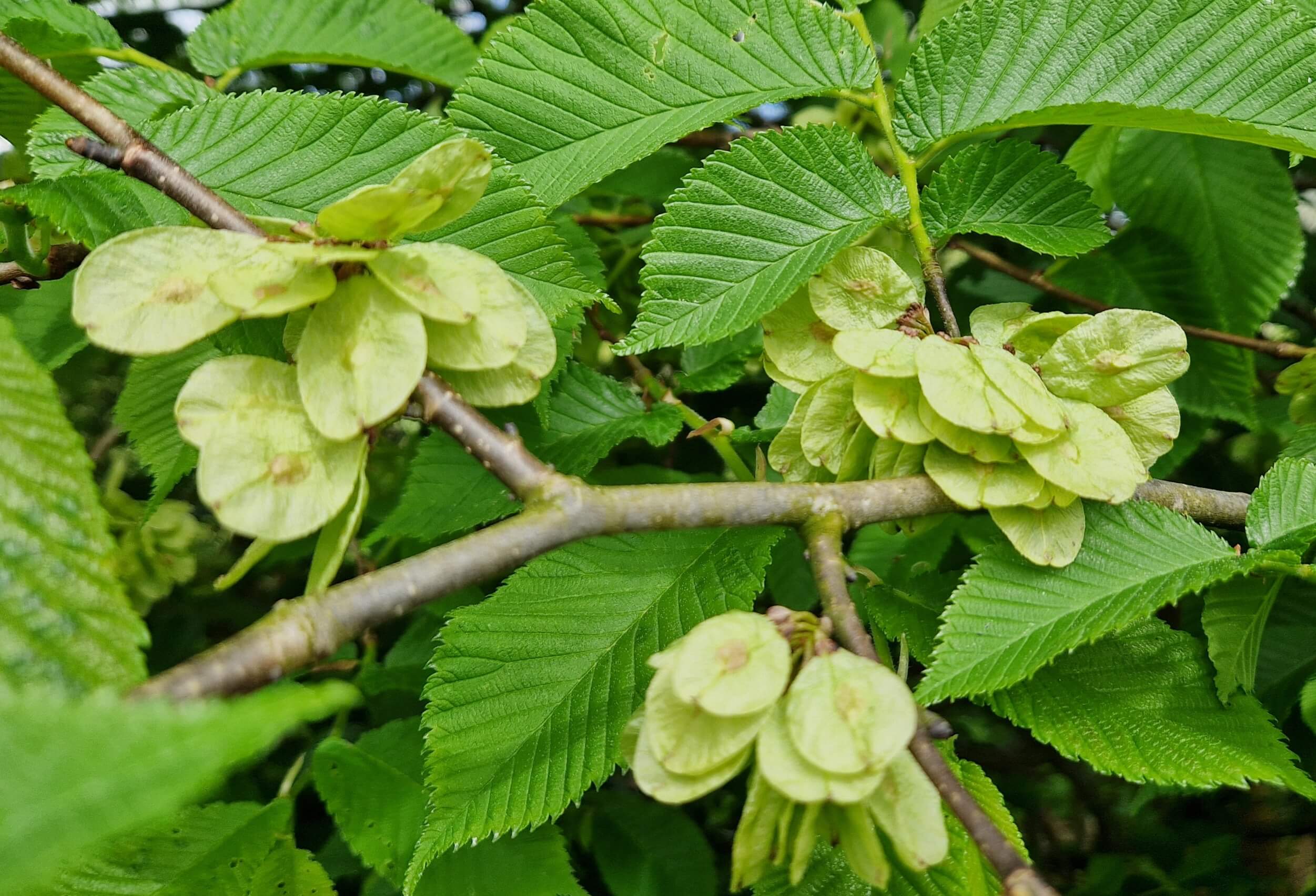 Manna | Hvilket træ kommer manna fra? Se mere her