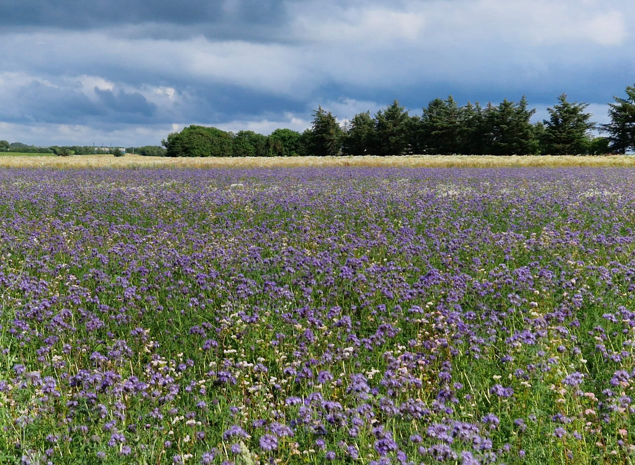 Hvorfor er der mange lilla marker i år?
